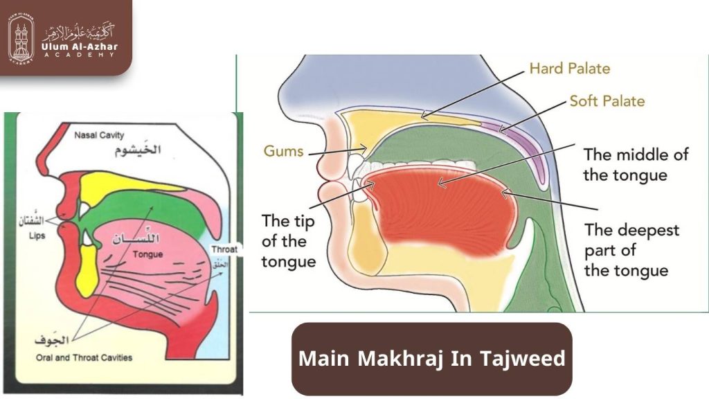 What Is Makhraj In Tajweed: Points Of Articulation Of Letters