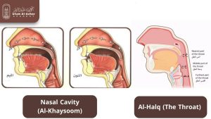 What Is Makhraj In Tajweed: Points Of Articulation Of Letters